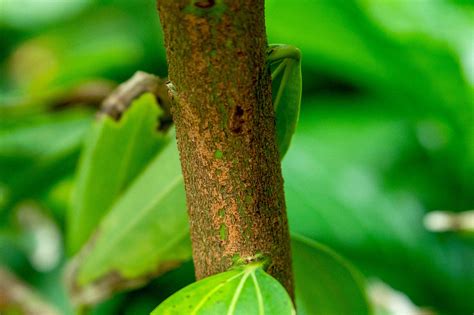 How To Grow And Care For Cinnamon Plant