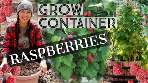 Best Place To Plant Raspberries Back Gardener