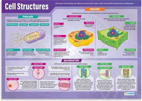 Cell Structures Science Posters Gloss Paper Stem Charts For The Classroom In Nepal At Npr