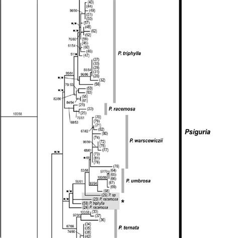 maximum likelihood ml tree − ln l 14 466 81 inferred from the