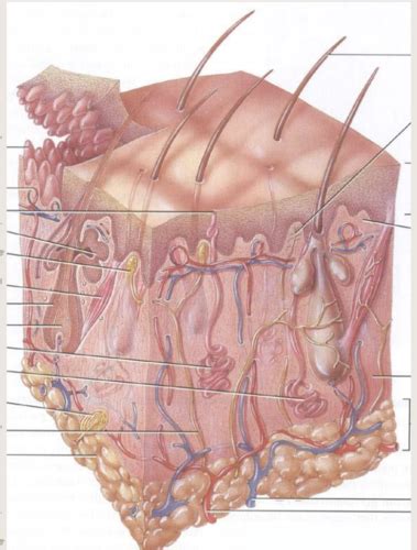 Ch 5 Integumentary System Flashcards Quizlet