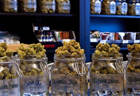 Understanding Different Cannabis Strains True Leaf Dispo