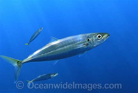Mackerel Scad Alchetron The Free Social Encyclopedia