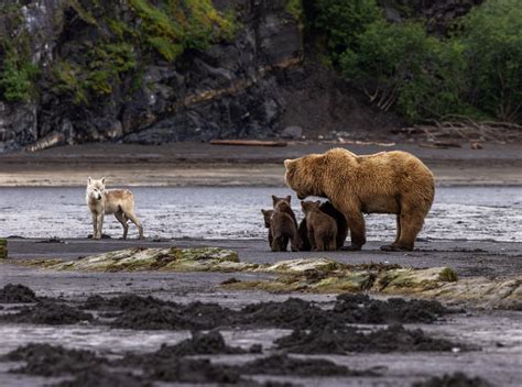 Katmai Bear Camp — Scott Stone Photography Alaska Bear Viewing Camps
