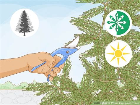 4 Ways To Prune Evergreen Trees Wikihow Life