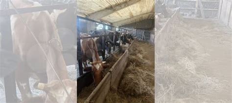 Коровы купить в Луховицах по низкой цене Животные и зоотовары Авито