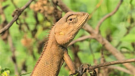 Biodiversity Infographic Photos Download The Best Free Biodiversity