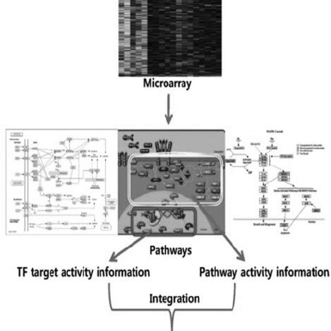 Schematic Overview Of Pathway Identification Download Scientific Diagram