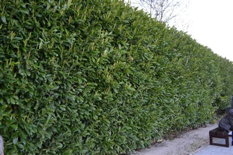 9 Plants To Grow Along A Fence Line For Beauty And Privacy