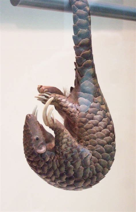 Filepangolins Tail Wikimedia Commons