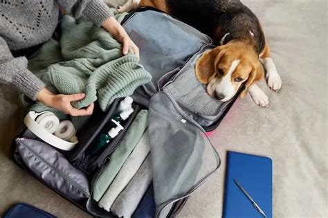 Packing Tips for Pet Travel: Ensure a Smooth Flight with Your Furry Friend