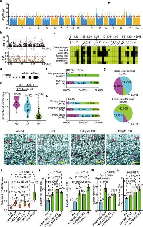Gwas For Nlr And Functional Analysis Of Hbpsk5 A Manhattan Plot Of Gwas Download Scientific