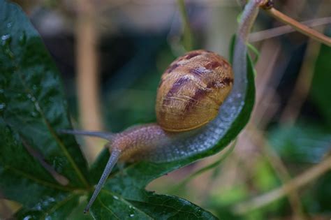 Snail Shell Animal Free Photo On Pixabay