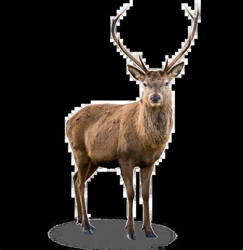 مجموعه عکس Png انواع گوزن واقعی و وحشی دوربری شده و بدون زمینه