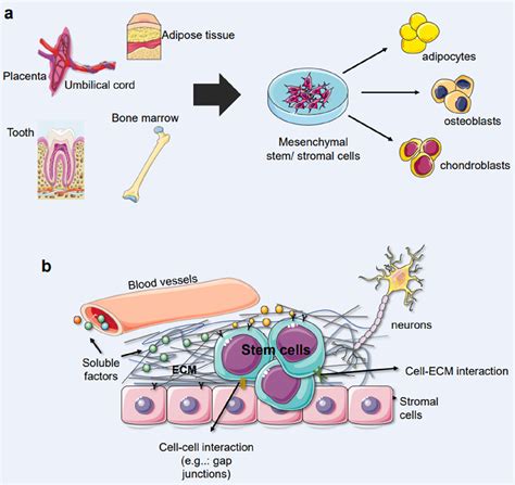 Decellularized Extracellular Matrix The Role Of This Complex Biomaterial In Regeneration Acs