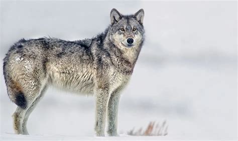 Tibetan Wolf Facts Himalayas Wildlife Guide