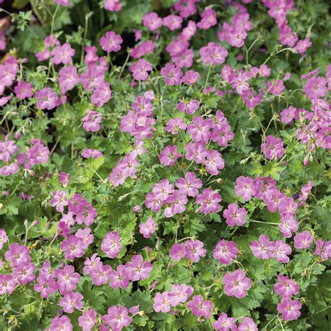 Buy Shade Tolerant Perennials Online From Plants2gardens