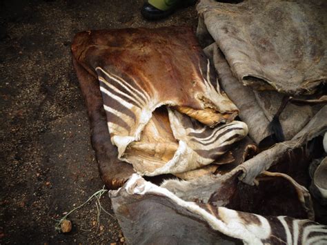 A United Front Against Okapi Trafficking Wildlife Conservation Network