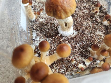 Input Please Is The Stem Split An Issue R Contamfam