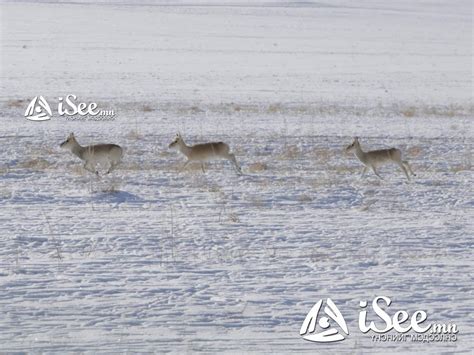 Зэрлэг ан амьтны хөдөлгөөнийг тандаж зам дагуу гарц гарам байгуулах зорилгоор цагаан зээрт