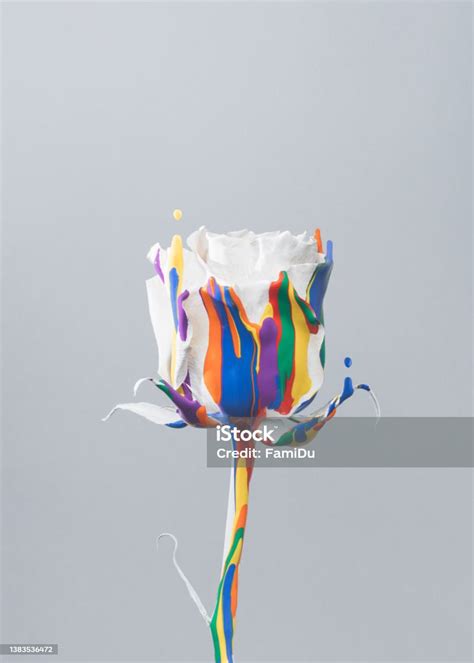 흰색 장미로 만든 창조적 인 배열은 회색 배경에 다채로운 색상으로 넘쳐 최소한의 스프링 컨셉 배경 주제에 대한 스톡 사진 및 기타 이미지 Istock