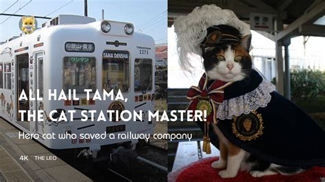 Tama Cat