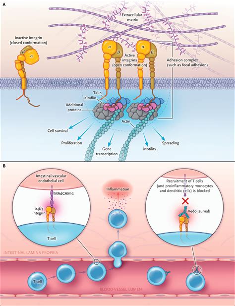 Integrins In Health And Disease New England Journal Of Medicine