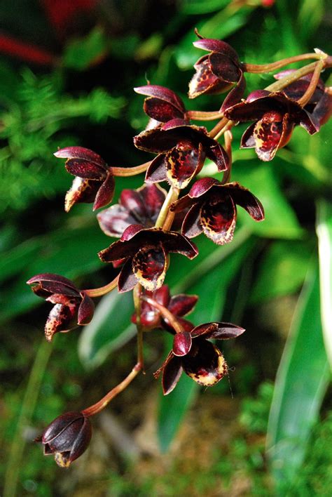 Wife Mother Gardener Fredclarkeara After Dark Orchid