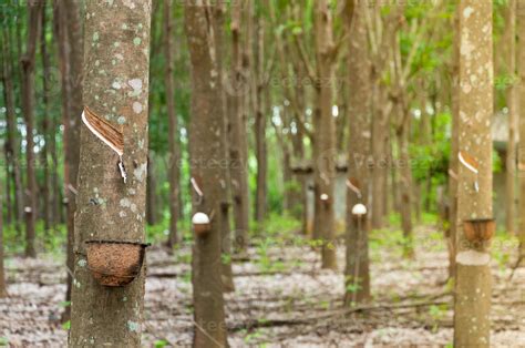 Rubber Tree And Bowl Filled With Latex Natural Latex Dripping From A Rubber Tree At A Rubber
