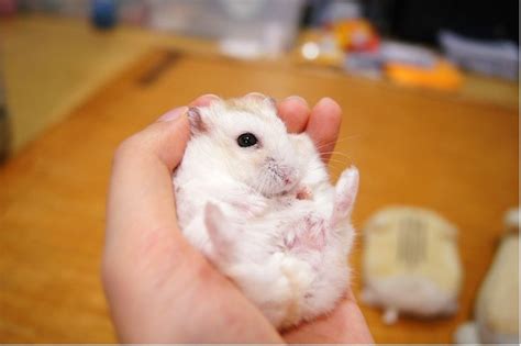 햄스터 동물