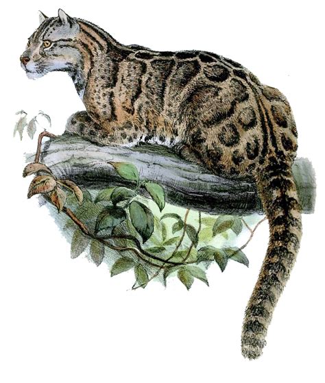 Why Extinction Is Bad Dynamic Earth Lesson Plans