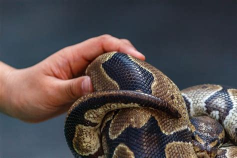 How To Prevent Scale Rot In Ball Pythons Terrarium Quest