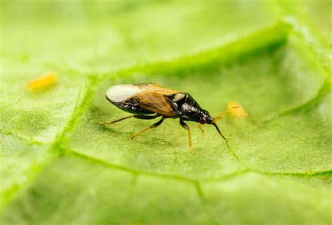 Orius Insidiosus Predatory Bug For Thrips Control