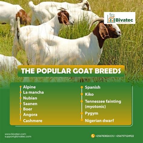 Popular Goat Breeds Africa Tropics Temperate Zones