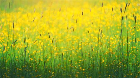 Yellow Flowers Laptop Wallpapers Top Free Yellow Flowers Laptop