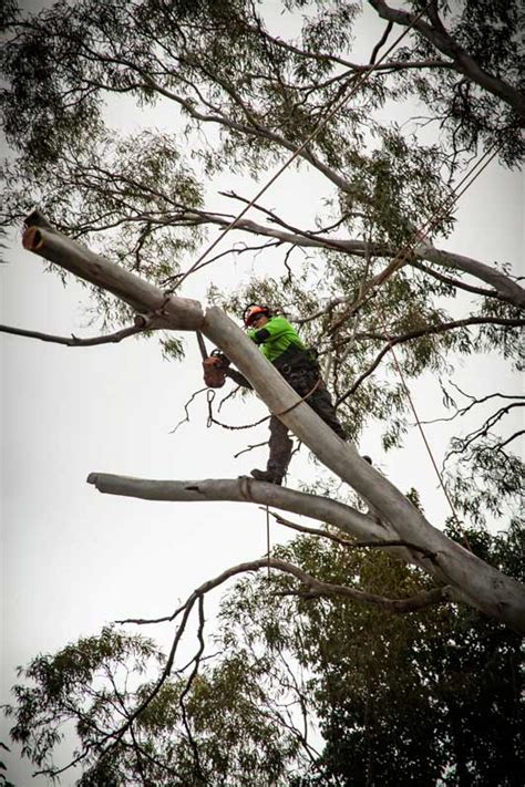 CTL Services Photo Gallery Of Tree Removal Tree Cutting Services