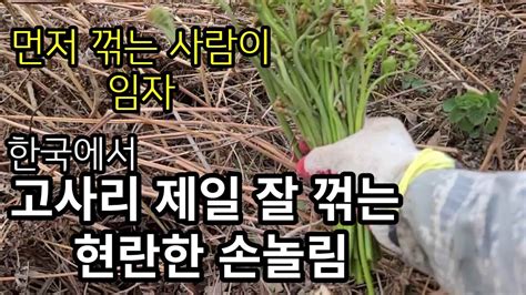 고사리 먼저 꺾는 사람이 임자에요~ 다 꺾어 가세요 현란한 손놀림 Youtube