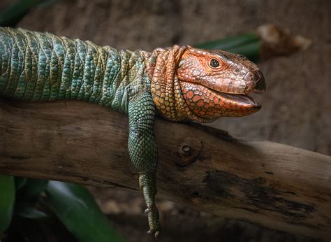 Caiman Lizard