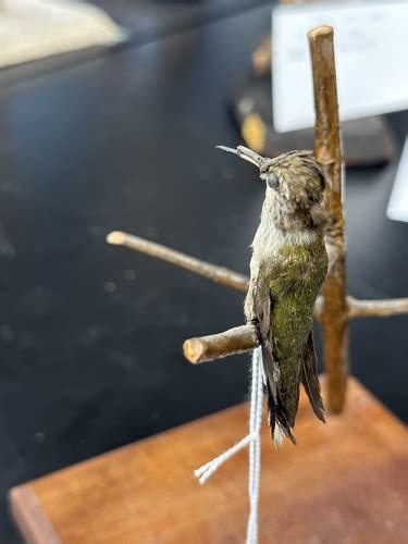 LAB BIRD ID Flashcards Quizlet