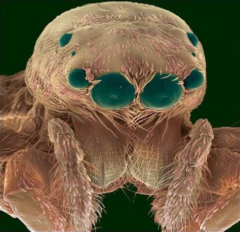 Cringe Worthy Cricket Captures Electron Microscope Insects Insect Photos