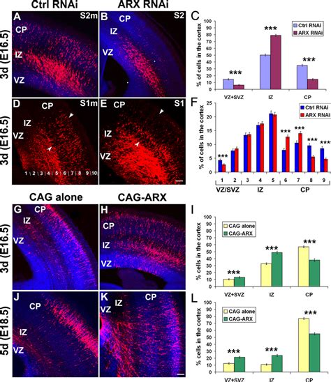 Disruption Of Radial Migration In The Neocortex After Arx Silencing Or Download Scientific