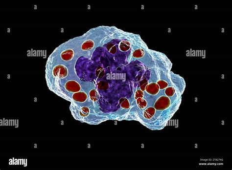 Histoplasma Capsulatum Macrophage Histoplasma Capsulatum In Urine