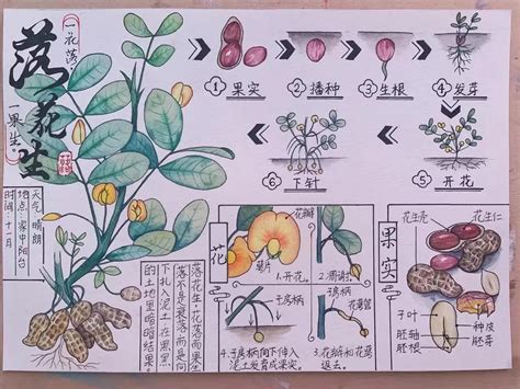 花生生长步骤图简笔画（精选13张） 简笔画图片大全