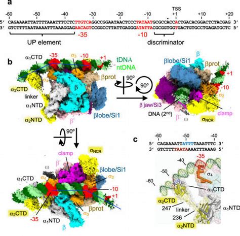 Structural Basis Of Ribosomal Rna Transcription Structural Basis Of Ribosomal Rna Transcription