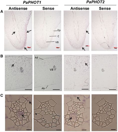 In Situ Hybridization Ish Indicates The Gene Expression Pattern Of