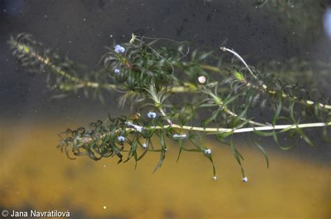 Elodea Nuttallii Vodní Mor Americký • Pladias Databáze české Flóry A