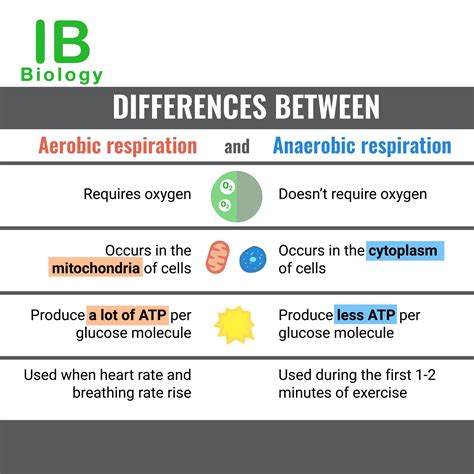 Aerobic Respiration Vs Anaerobic Respiration