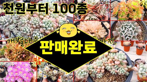 💗4월9일 대소다육 💗구독자 이천명 돌파기념 구매금액의10를 사은품으로 드립니다천원부터~~ 100종 세트상품 개별다육
