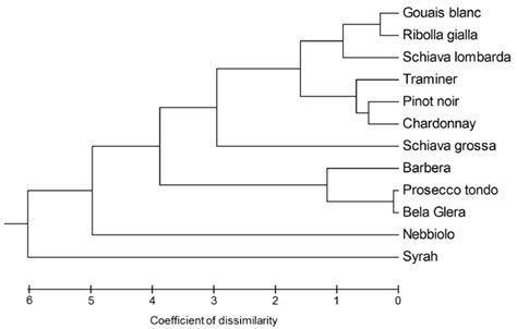 Neighbor Joining Dendrogram Based On Dissimilarity Matrix Of The First Download Scientific