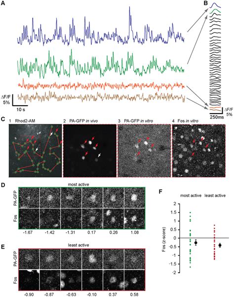Correlation Of Single Cell In Vivo Activity Levels With Fos